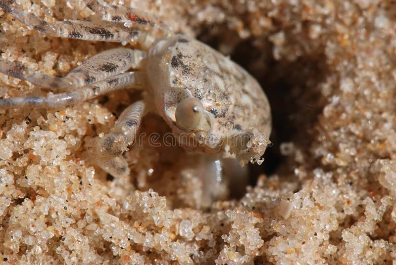 Small Crab Picture. Image: 4215954