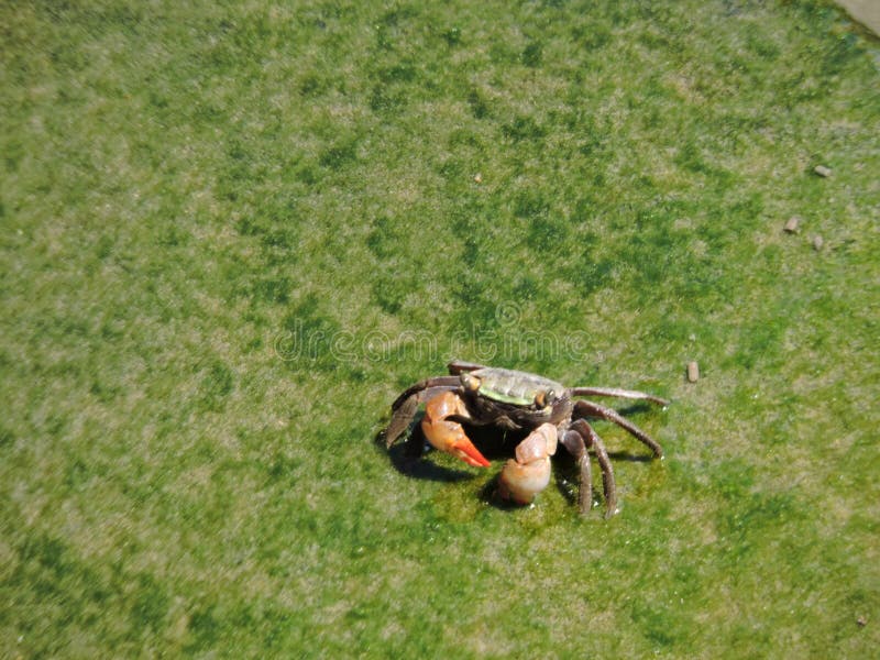 Small Crab on Algae Covered Rock Stock Photo - Image of shore ...