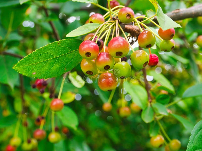 Small Crab Apple Fruit in the Middle of Summer Stock Photo - Image of ...