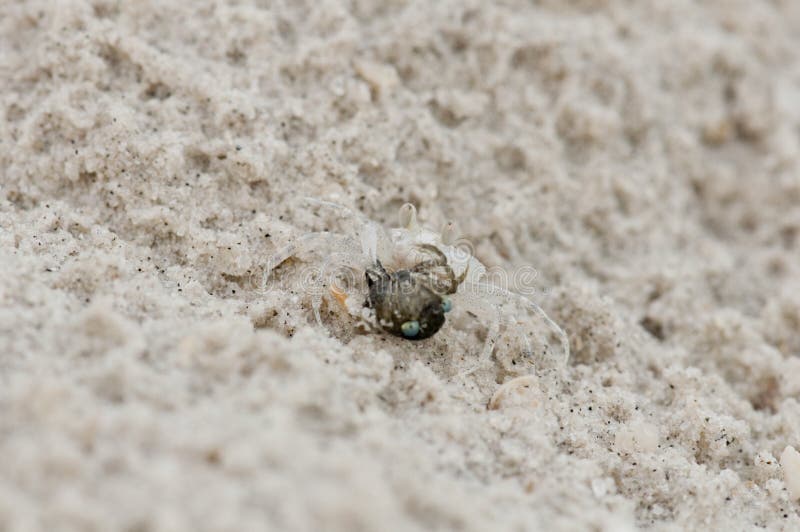 Small Crab on the Beach at Langkawi, Malaysia Stock Image - Image of ...