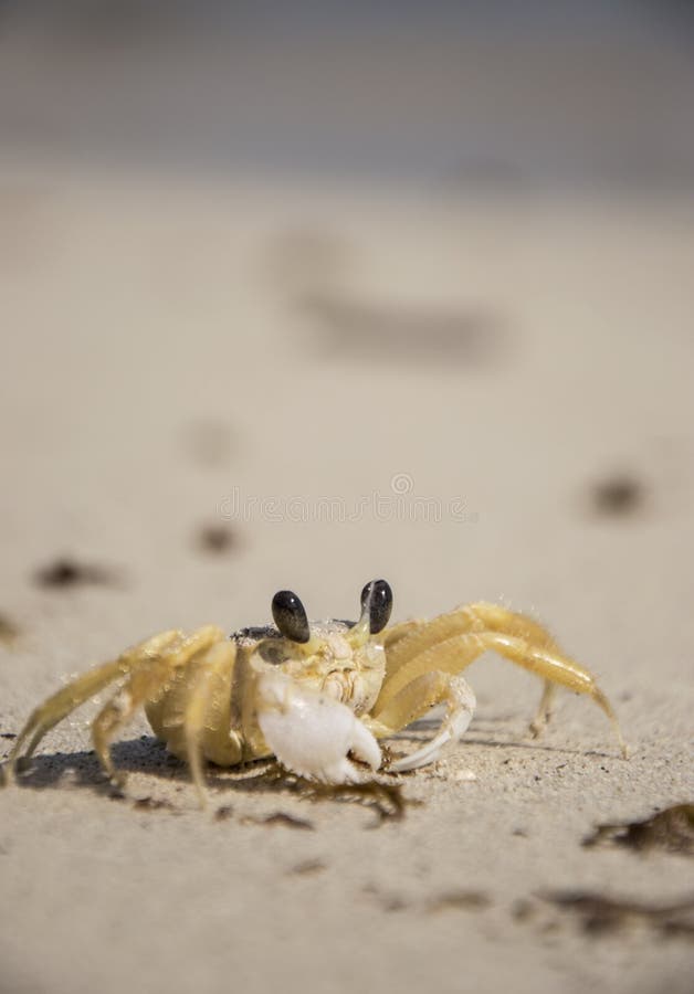 Small Crab on the Beach stock photo. Image of nature - 30685836