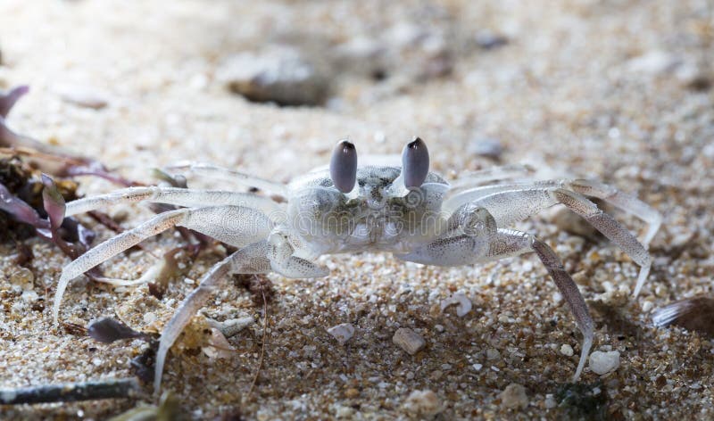 Small crab on the beach stock photo. Image of cute, nature - 177931484