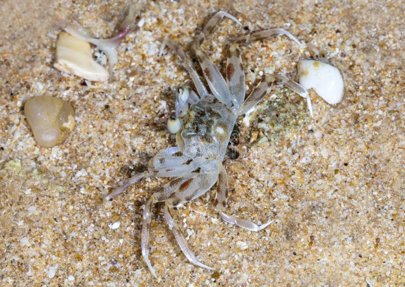 Small crab on the beach stock image. Image of macro - 177930951