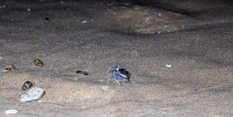 Small crab on the beach stock photo. Image of natural - 177931590