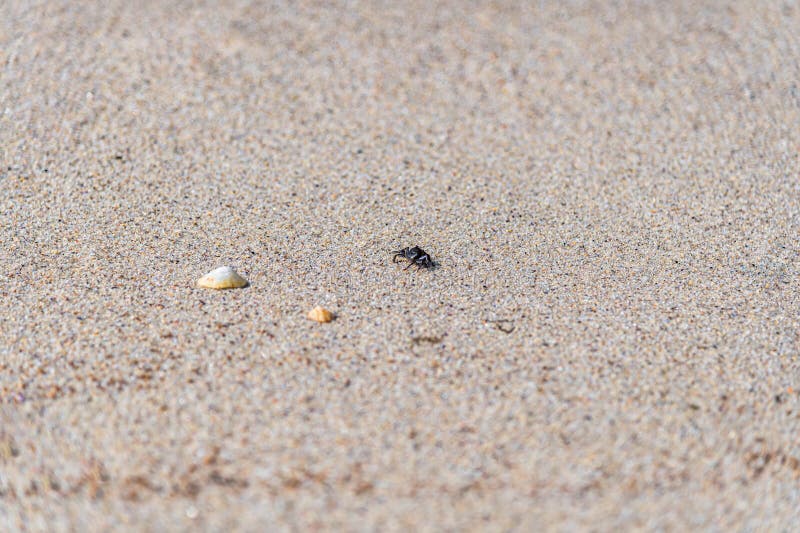 Small crab on a beach stock photo. Image of habitat - 337413150