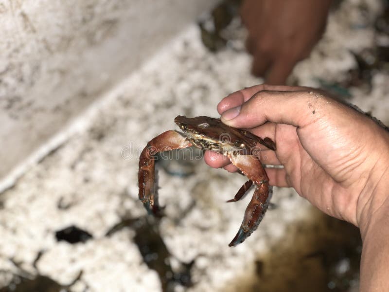 Small Crab Being Captured by Fisher Stock Image - Image of cuisine ...