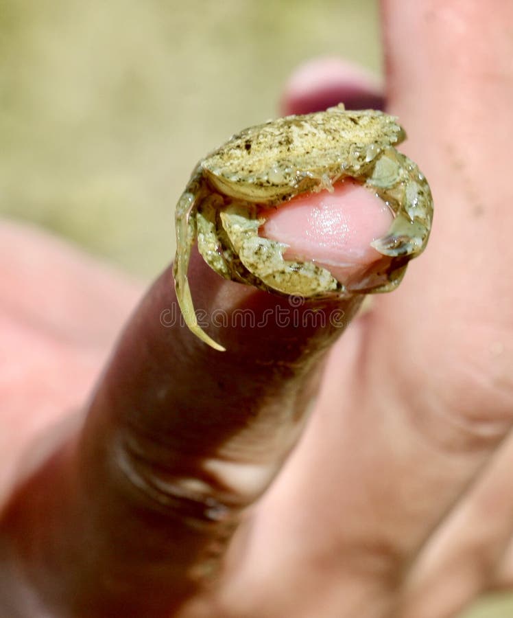 Small Crab on a Finger of the Hand Stock Image - Image of crab, hand ...