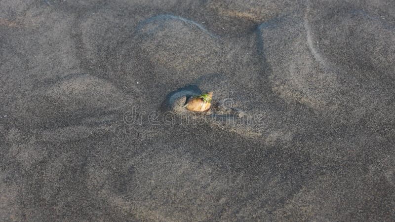 Crab stock footage. Video of shell, view, mites, rest - 281337034