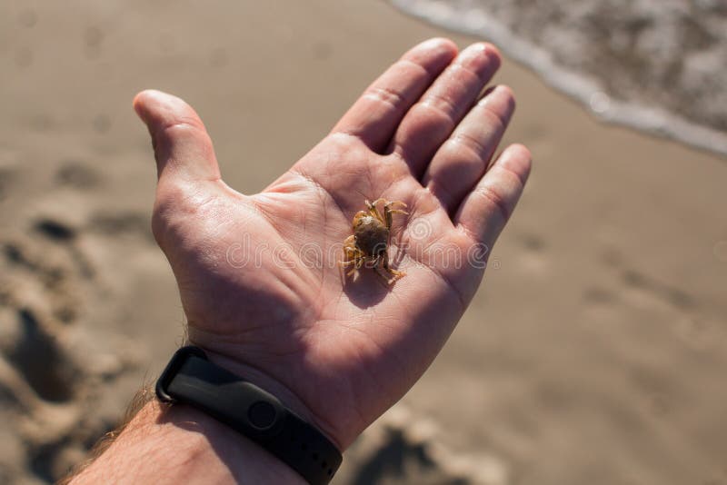 173 Crab Hand Human Small Stock Photos - Free & Royalty-Free Stock ...