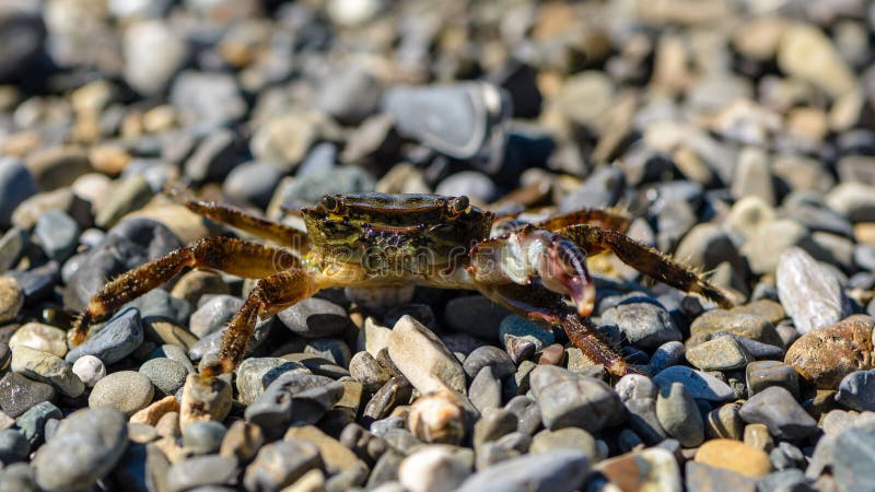Small crab with one claw stock image. Image of animals - 84639637