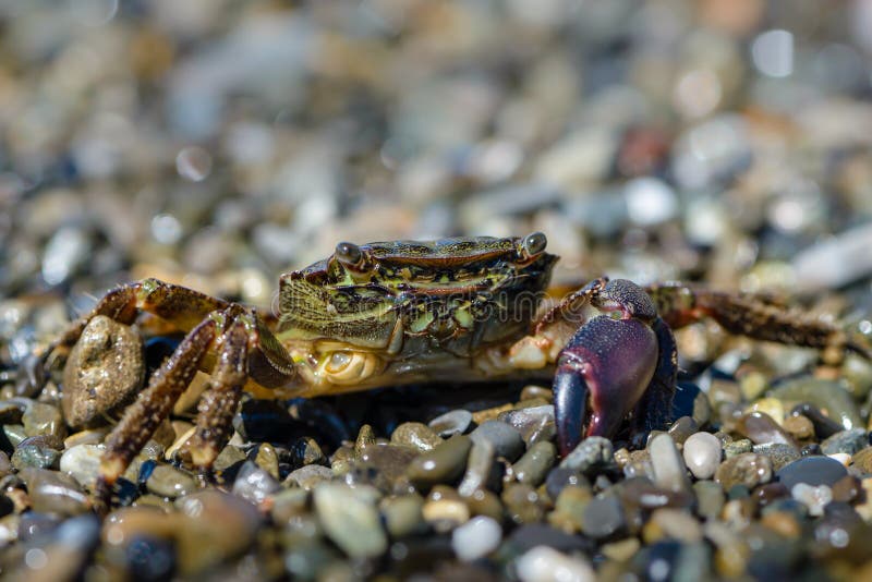 Small crab with one claw stock image. Image of water - 102031171