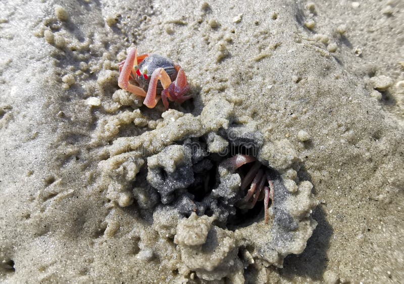 Animals stock image. Image of beach, crab, wildlife - 143307851