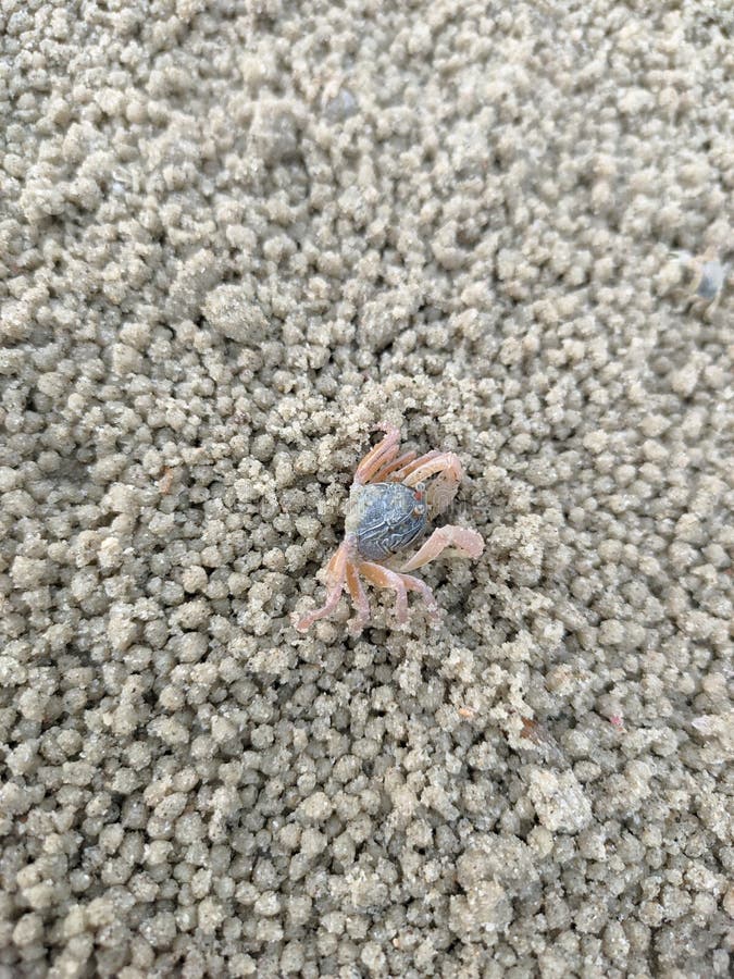 Small crab at sand stock image. Image of making, crab - 250431115