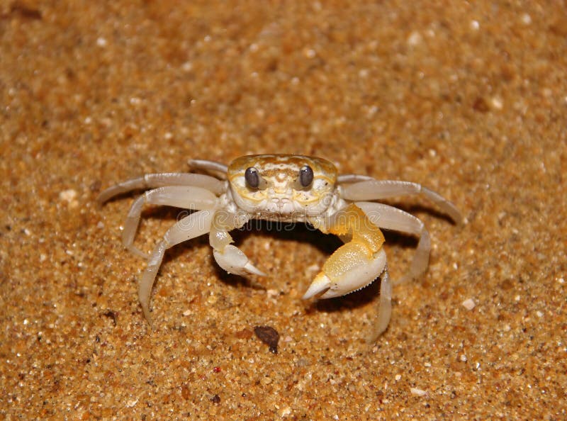 Small Crab on a Sandy Beach Stock Image - Image of beach, shell: 56812679
