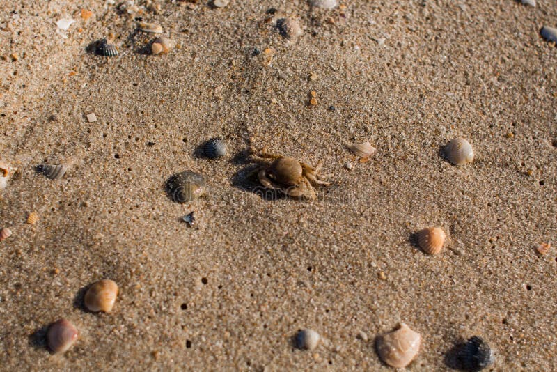 Small Crab on the Sandy Seashore Stock Image - Image of food, auckland ...