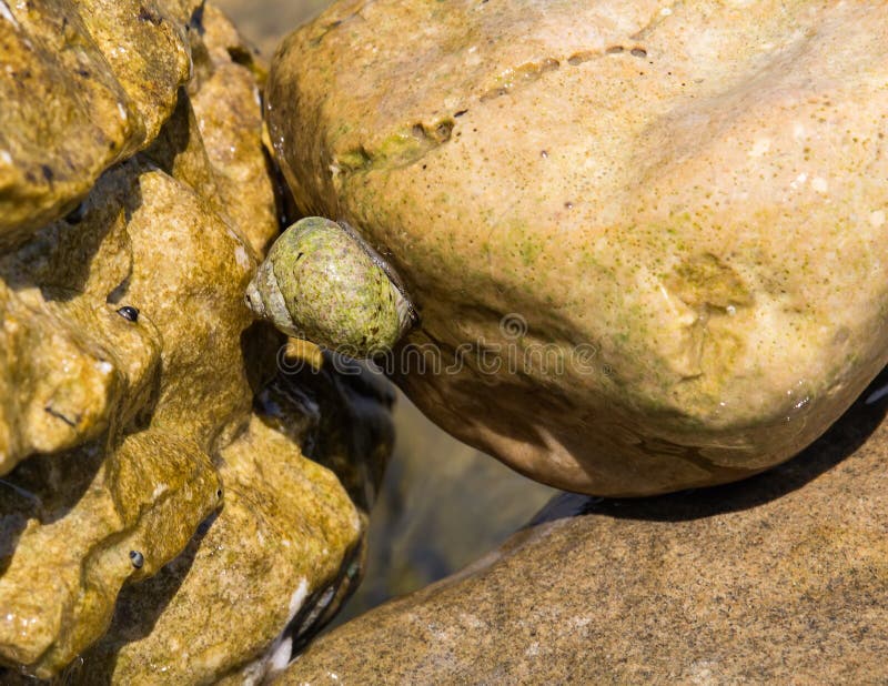 Small Crab Shell between Two Stones, Croatia Stock Photo - Image of ...