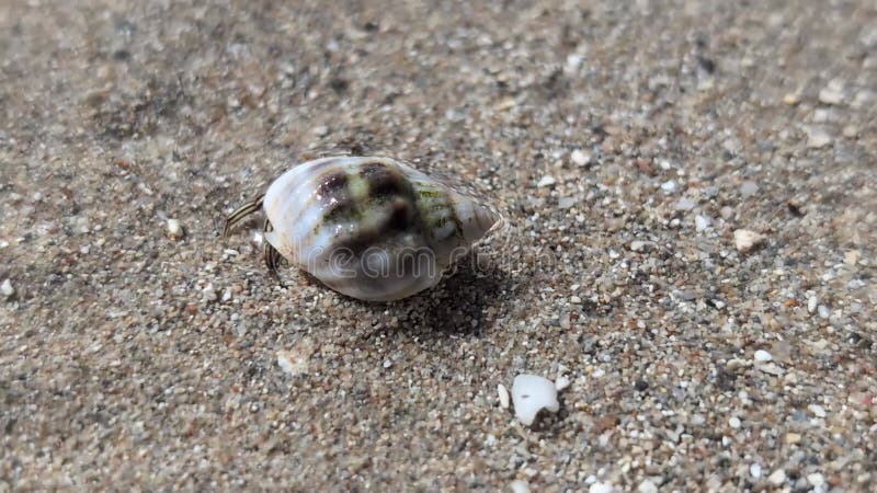 Small Crab in a Shell Walking on the Beach in the Sand Where the Water ...