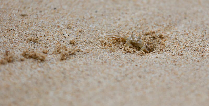 A Small Crab is Sitting in the Sand Stock Photo - Image of nature ...