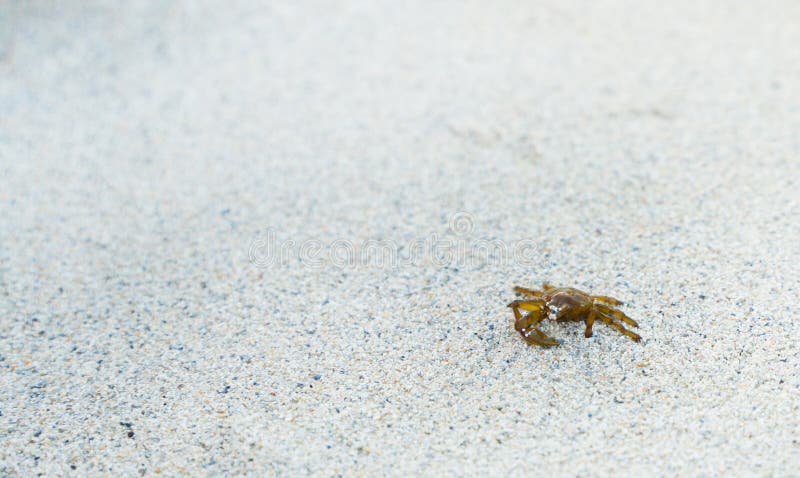 Small crab stock image. Image of crustacean, beach, seafood - 173497103