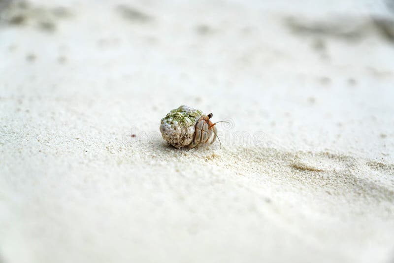 Small crab stock image. Image of crabby, exploration - 87498475