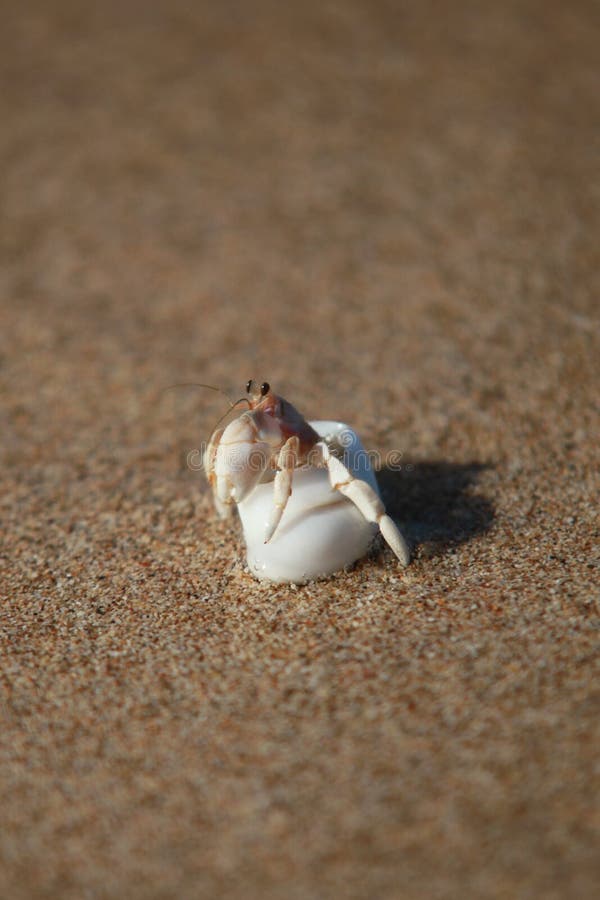 Small Crab in a White Shell Stock Image - Image of aquatic, hermit ...