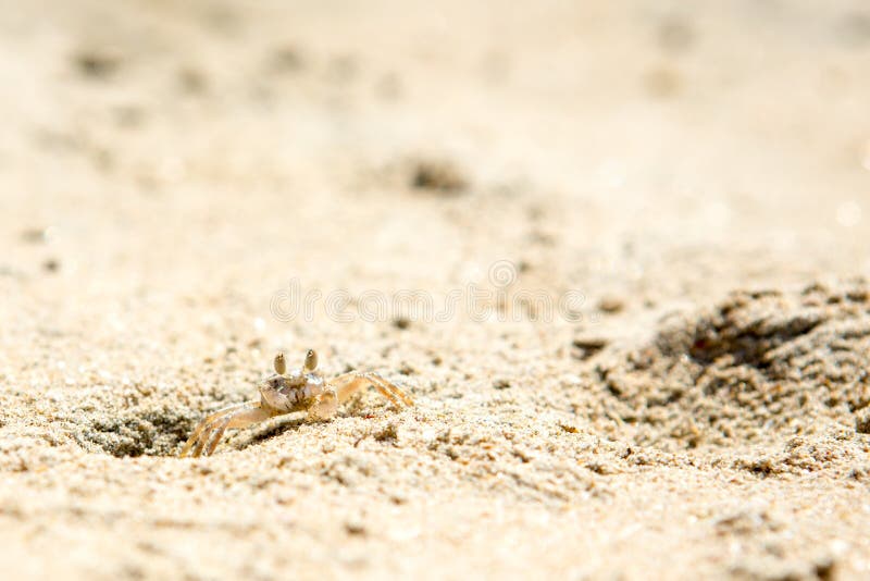 Small crabs on the beach stock photo. Image of nature - 110177324