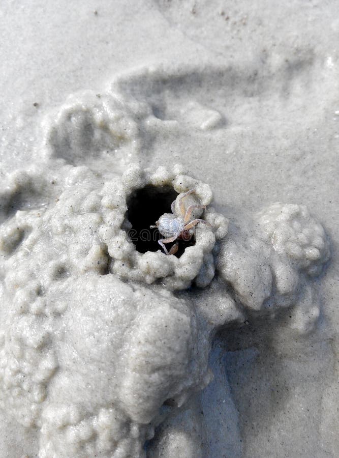 Small Crabs are Building a Nest Using Moist Sea Sand. Stock Image ...