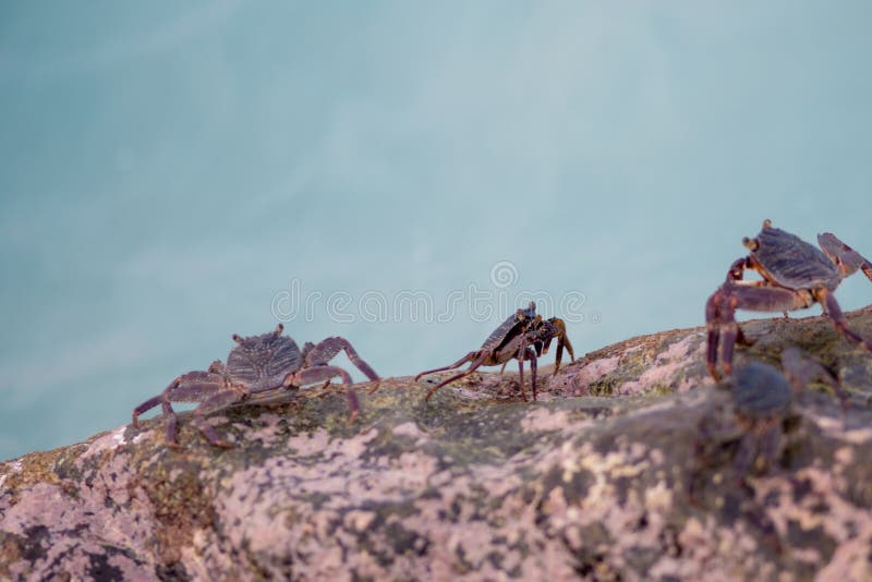 Small Crabs Crawling on the Rocks on Shore. Stock Image - Image of ...