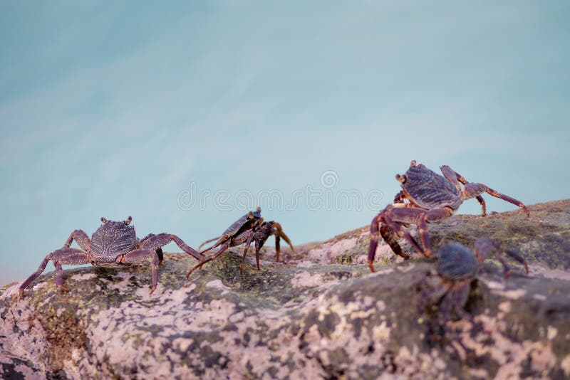 Small Crabs Crawling on the Rocks on Shore. Stock Image - Image of ...