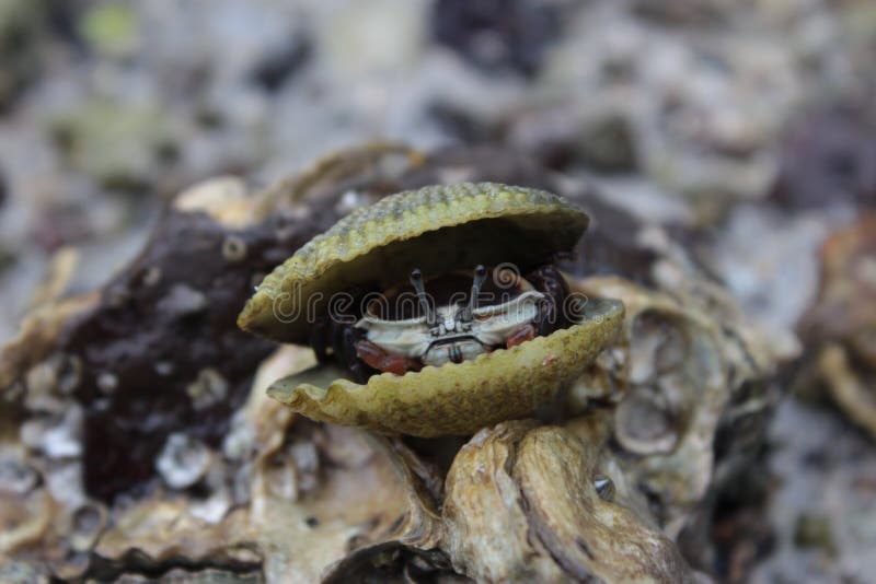 7,620 Clam Shells Stock Photos - Free & Royalty-Free Stock Photos from ...
