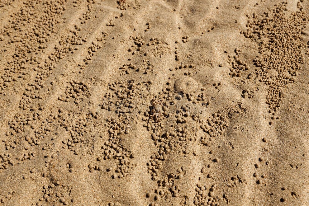 Small Crabs Walking on the Beach and Making Little Balls of Sand. Stock ...