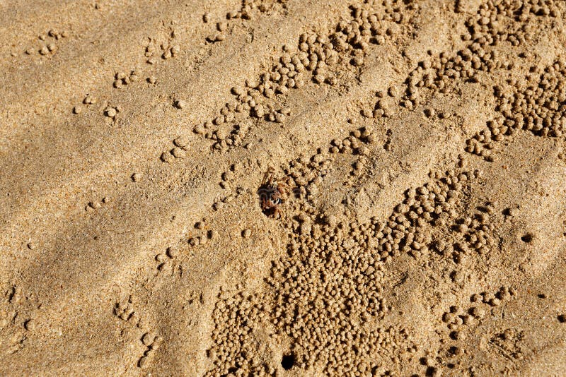 Small Crabs Walking on the Beach and Making Little Balls of Sand. Stock ...