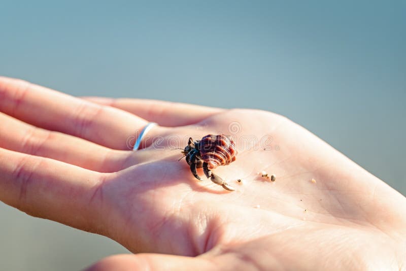 Small crad on the palm stock image. Image of ocean, hermit - 91695643