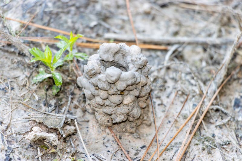 Crawfish mud tower stock photo. Image of crayfish, lawn - 221605334