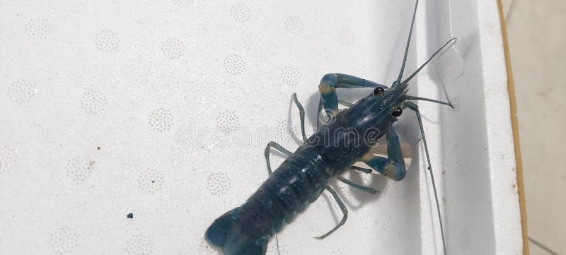 Small Crawfish on Stryofoam Stock Photo - Image of small, nature: 277272728