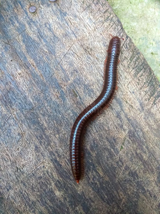 Small crawling millipedes stock photo. Image of pattern - 215115284