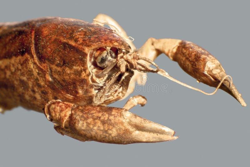 Small crayfish closeup stock image. Image of astacoidea - 173684745