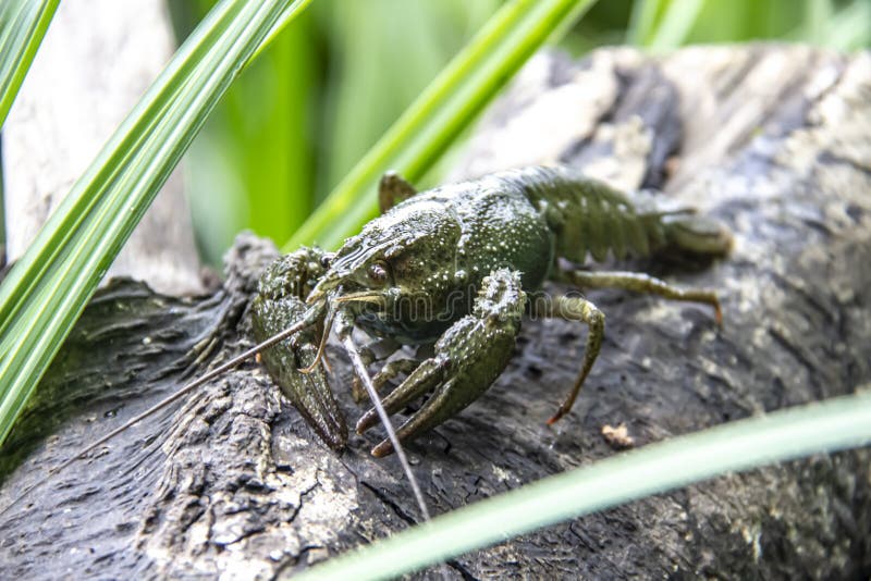 The Small Crayfish Move on the Tree Against Background. Crayfish on the ...