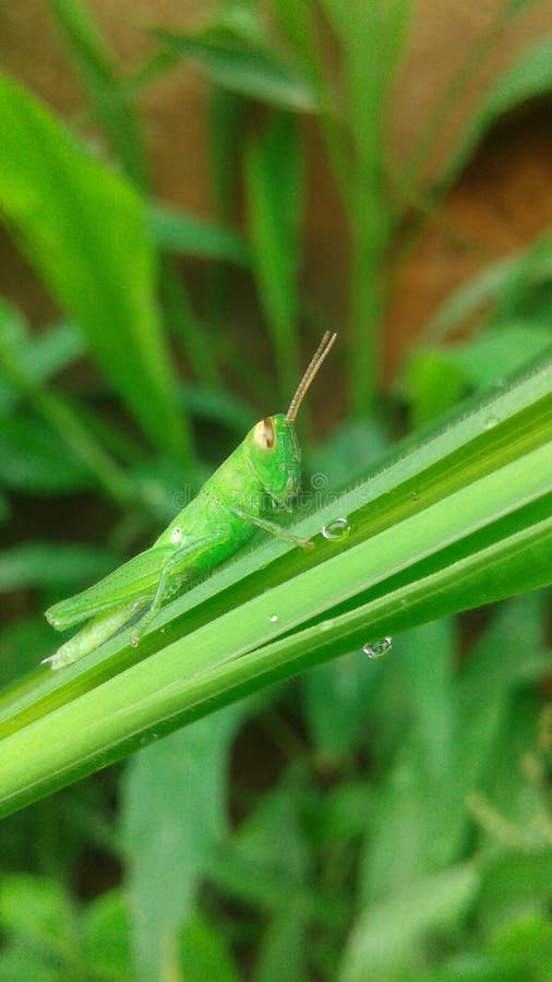 Small Creature Cute Creature Stock Image - Image of nature, small ...