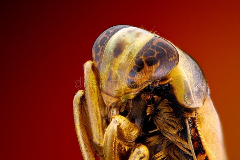 Fly head close up stock photo. Image of close, brown - 29980338