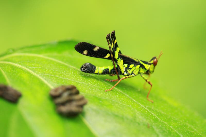 Small creatures stock photo. Image of creature, macro - 6992574