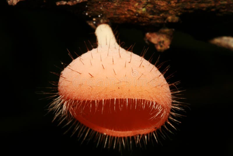 Small creatures stock photo. Image of creature, macro - 6992574