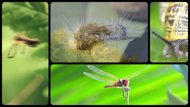 Insects, collage stock footage. Video of body, close - 48479386