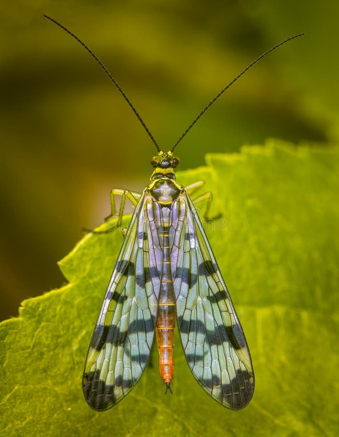 Small Creatures in the Nature. Stock Photo - Image of macro, animals ...
