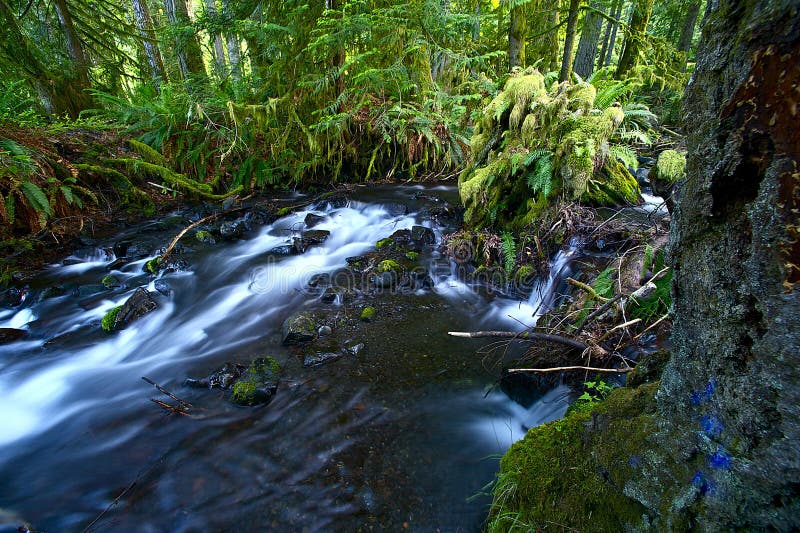 Small Creek stock photo. Image of rainforest, geologic - 28670322