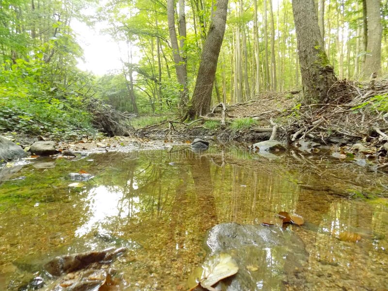 Small creek stock image. Image of stream, bough, creek - 66262973