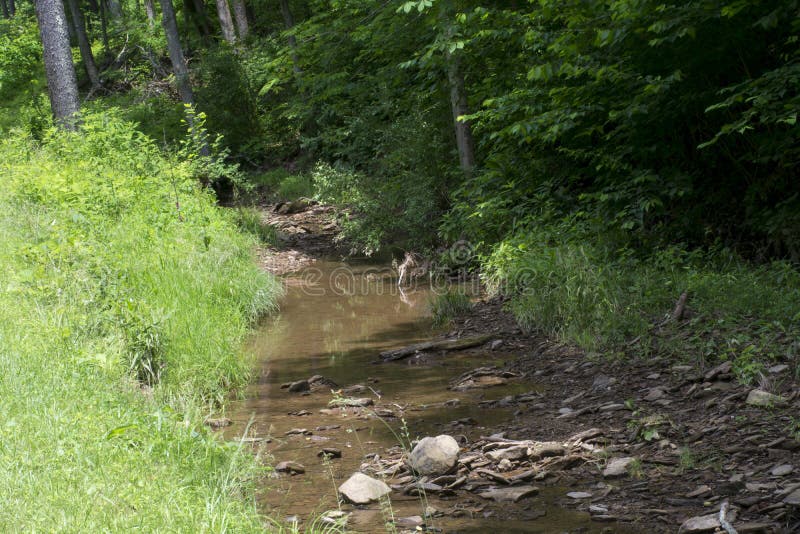 Stream through grassy area stock photo. Image of covered - 122469088