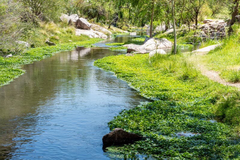Small Creek Flowing Downstream in a Park Stock Photo - Image of forest ...