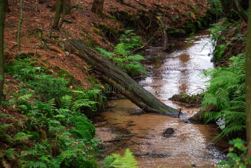 Small creek in the forest stock image. Image of beautiful - 181216205