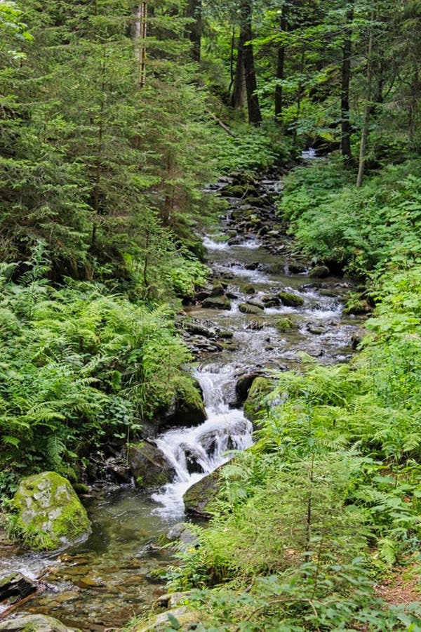 A Small Creek in the Forest in Summer Stock Image - Image of natural ...